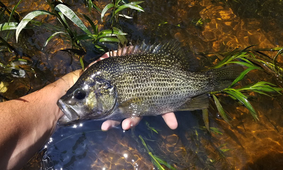 روانوك باس | فيرجينيا DWR